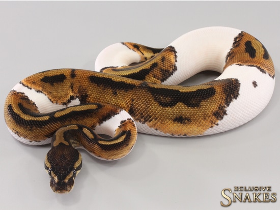 Piebald 50% Het Axanthic Ball Python by Xclusive Snakes
