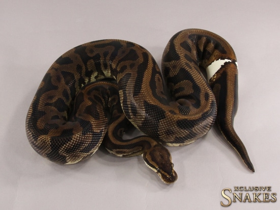 Leopard Gravel Het Piebald Ball Python by Xclusive Snakes