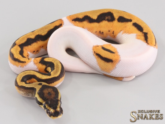 Orange Dream Piebald Het Clown Ball Python by Xclusive Snakes