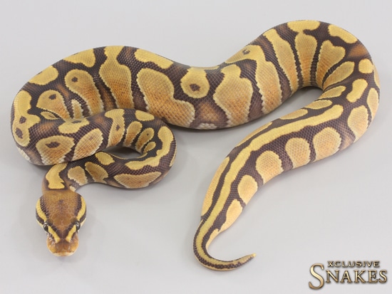 Enchi Hypo Het Desert Ghost Ball Python by Xclusive Snakes