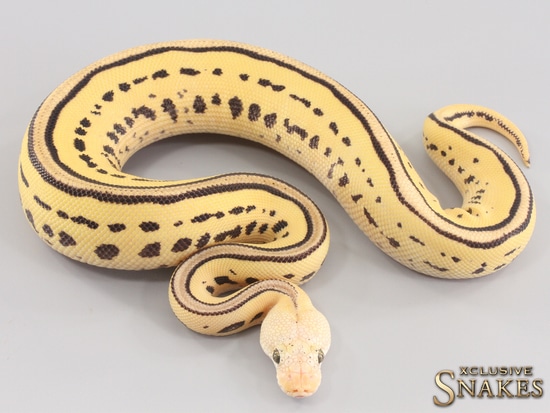 Pastel Leopard Gravel Desert Ghost Clown Ball Python by Xclusive Snakes