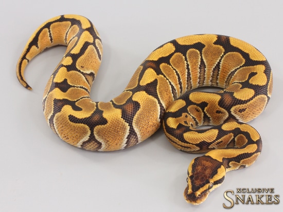 (Pos Super) NR Mandarin Enchi Special Het Hypo Ball Python by Xclusive ...