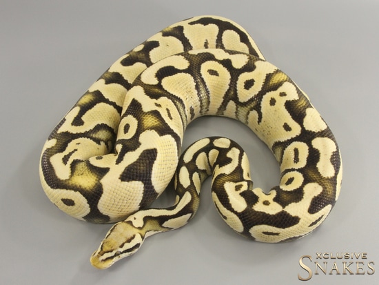Pastel Desert Ghost Het Cryptic Ball Python by Xclusive Snakes
