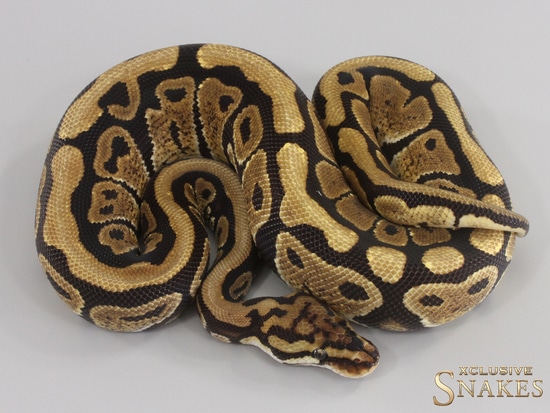 Spotnose Triple Het Desert Ghost Hypo Clown Ball Python by Xclusive Snakes