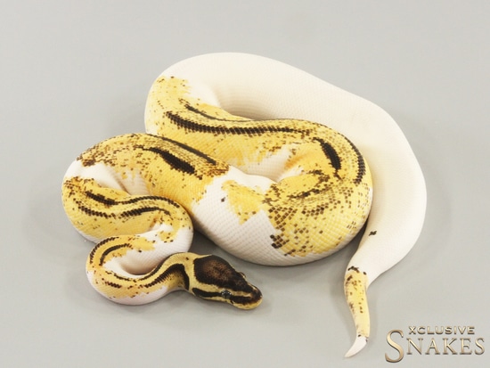 Pastel Orange Dream Yellowbelly Piebald 50% Het Axanthic Ball Python by ...