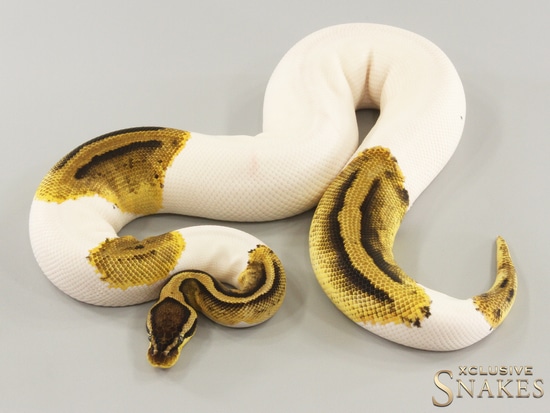 Pastel Piebald Het Desert Ghost Ball Python by Xclusive Snakes