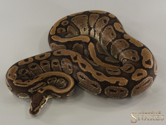 Red Stripe Ball Python by Xclusive Snakes