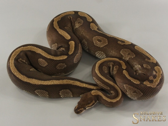 Mojave Red Stripe Ball Python by Xclusive Snakes