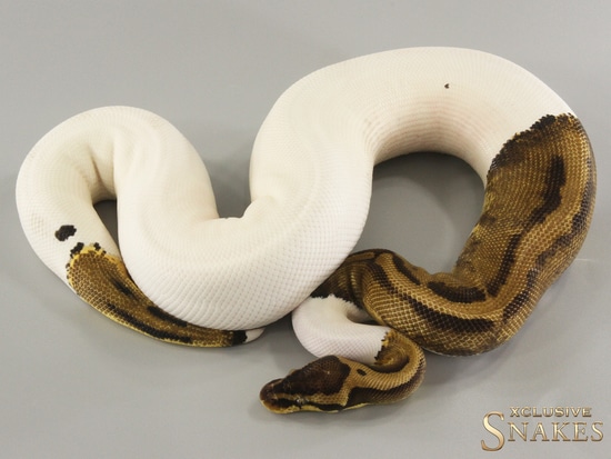 Pastel Piebald Het Desert Ghost Ball Python by Xclusive Snakes