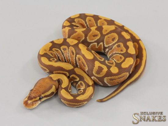 Ultramel Het Sunset Ball Python by Xclusive Snakes