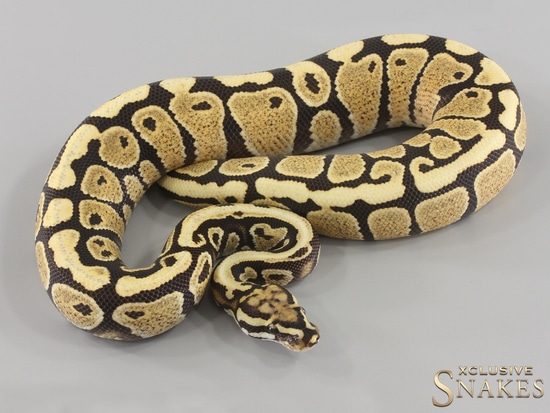 Spotnose Desert Ghost Het Hypo Ball Python by Xclusive Snakes