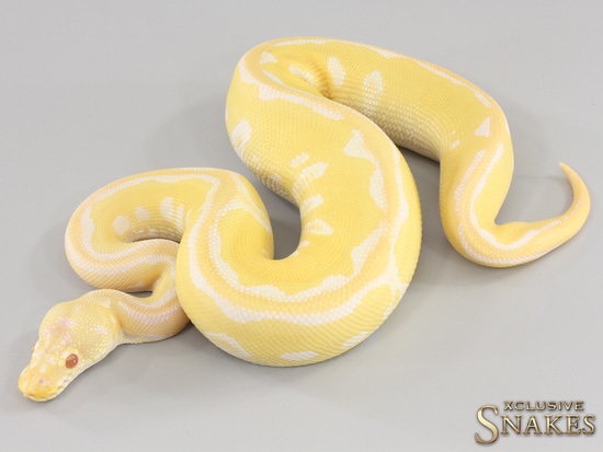Leopard Albino Ultramel (B) Clown Ball Python by Xclusive Snakes