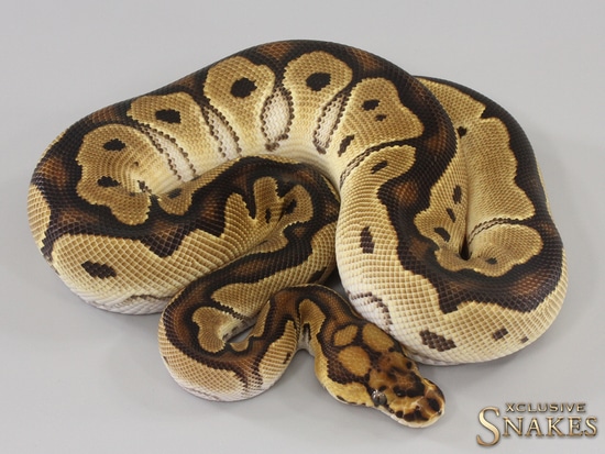 Orange Dream Clown Het Piebald Ball Python by Xclusive Snakes