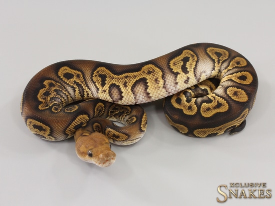 Copper GHI Leopard Gravel Clown Ball Python by Xclusive Snakes