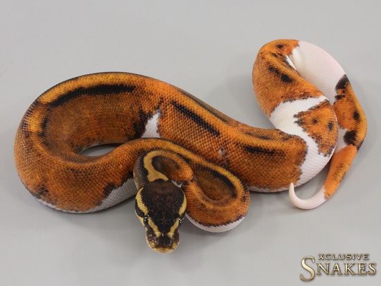 Copper Orange Dream Piebald Ball Python by Xclusive Snakes
