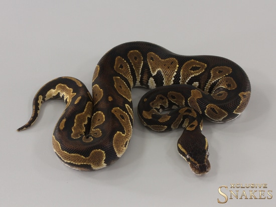Black Head Double Het Lavender Piebald Ball Python by Xclusive Snakes