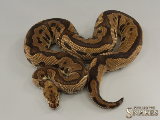 Leopard Clown Ball Python by Xclusive Snakes