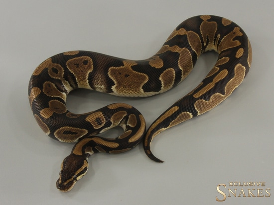 Double Het Clown Or Cryptic Piebald Ball Python by Xclusive Snakes