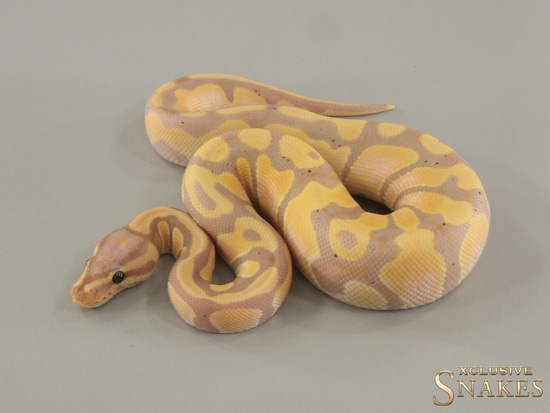 Orange Dream Banana Triple Het Hypo Desert Ghost Piebald (FMaker) Ball ...
