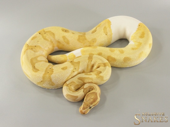 Banana Enchi Piebald Ball Python by Xclusive Snakes