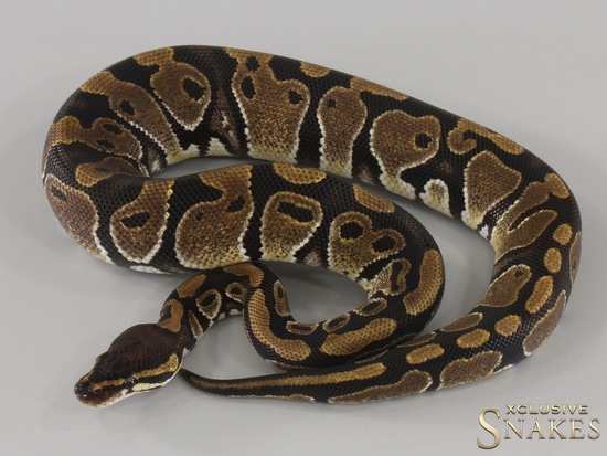 Het Sunset Ball Python by Xclusive Snakes