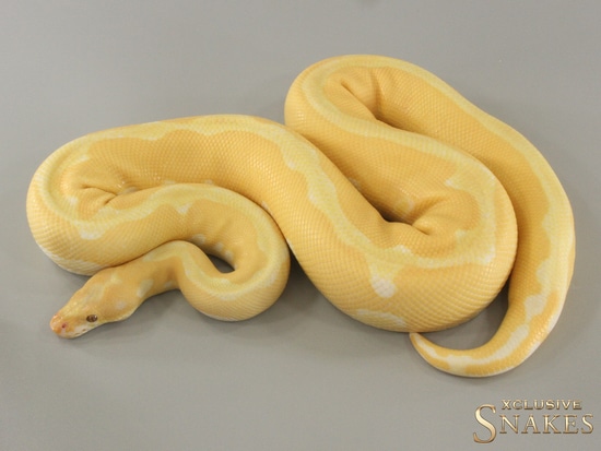 Leopard Grail Ball Python by Xclusive Snakes