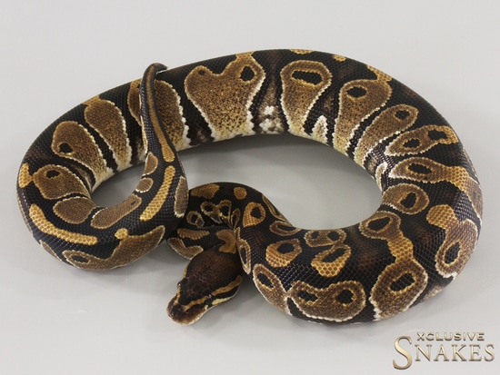 Het Sunset Ball Python by Xclusive Snakes