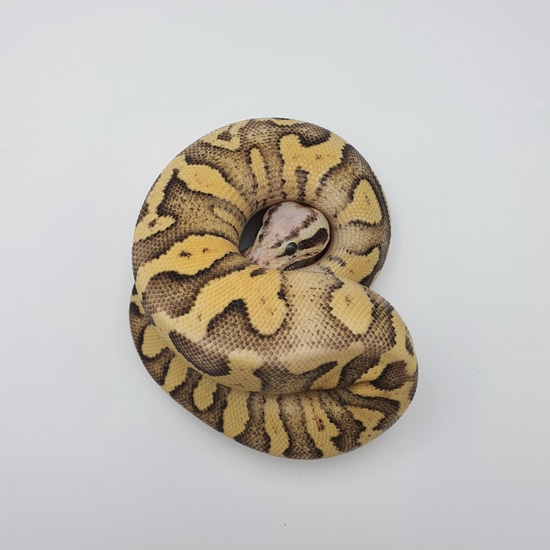 Superfly YB 100% Het Clown Ball Python by Xclusive ball pythons