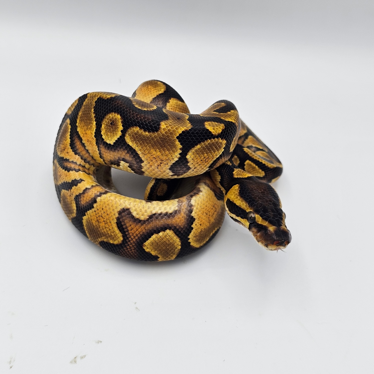 Enchi YB/Asphalt Ball Python by Xclusive ball pythons - MorphMarket
