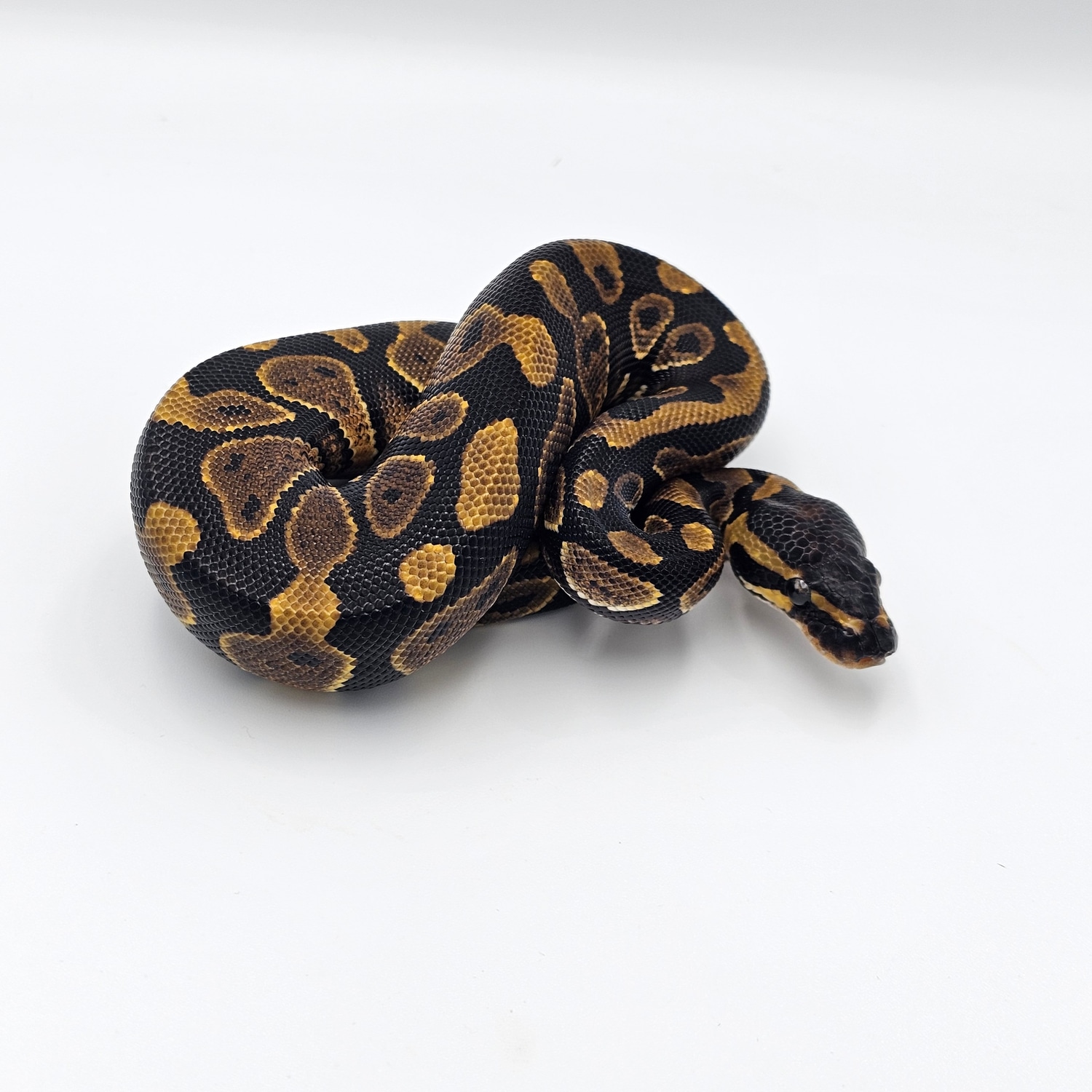 Asphalt Het Pied Ball Python by Xclusive ball pythons - MorphMarket