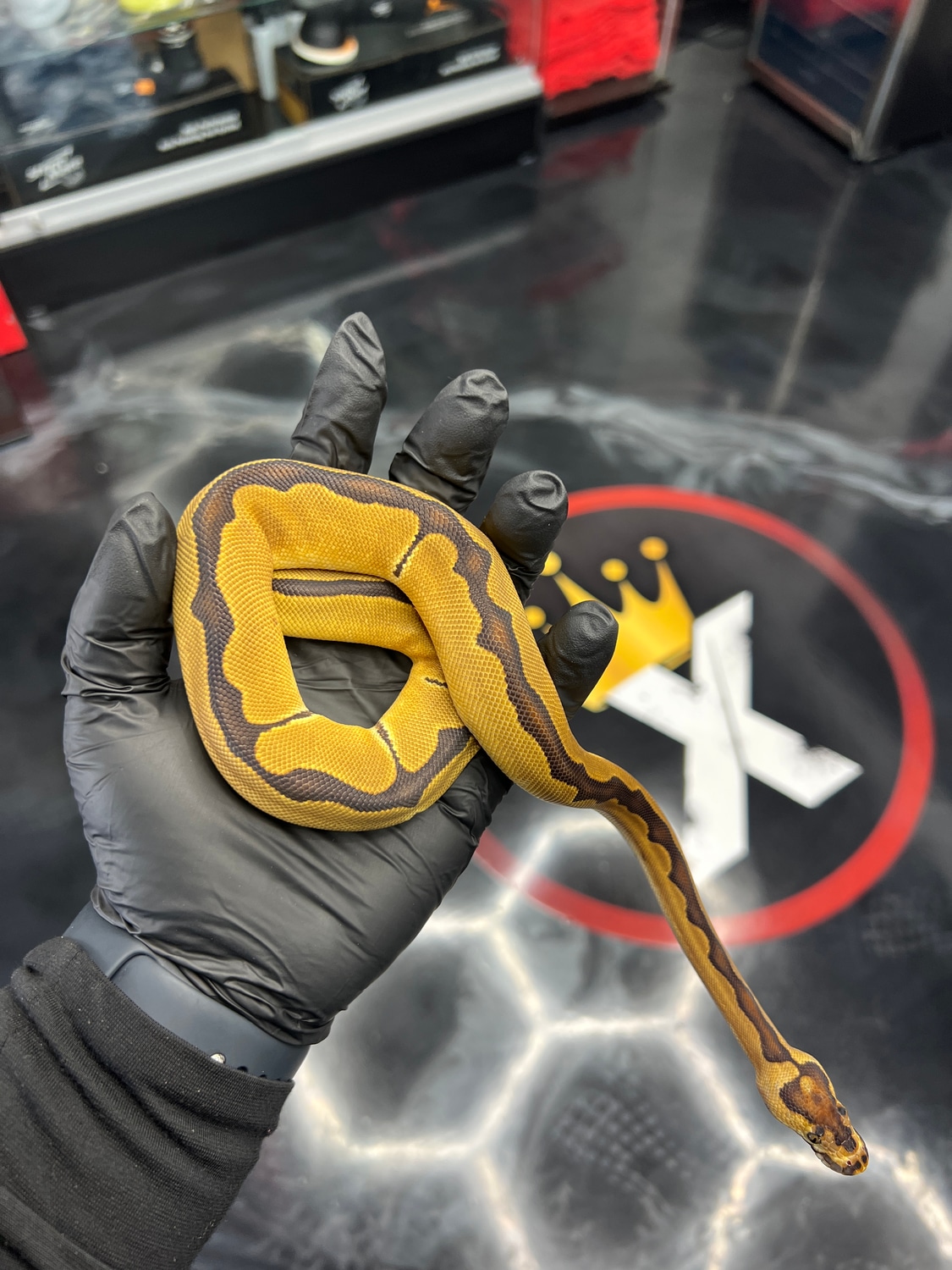 Enchi Clown Ball Python by Xclusive Xotics - MorphMarket