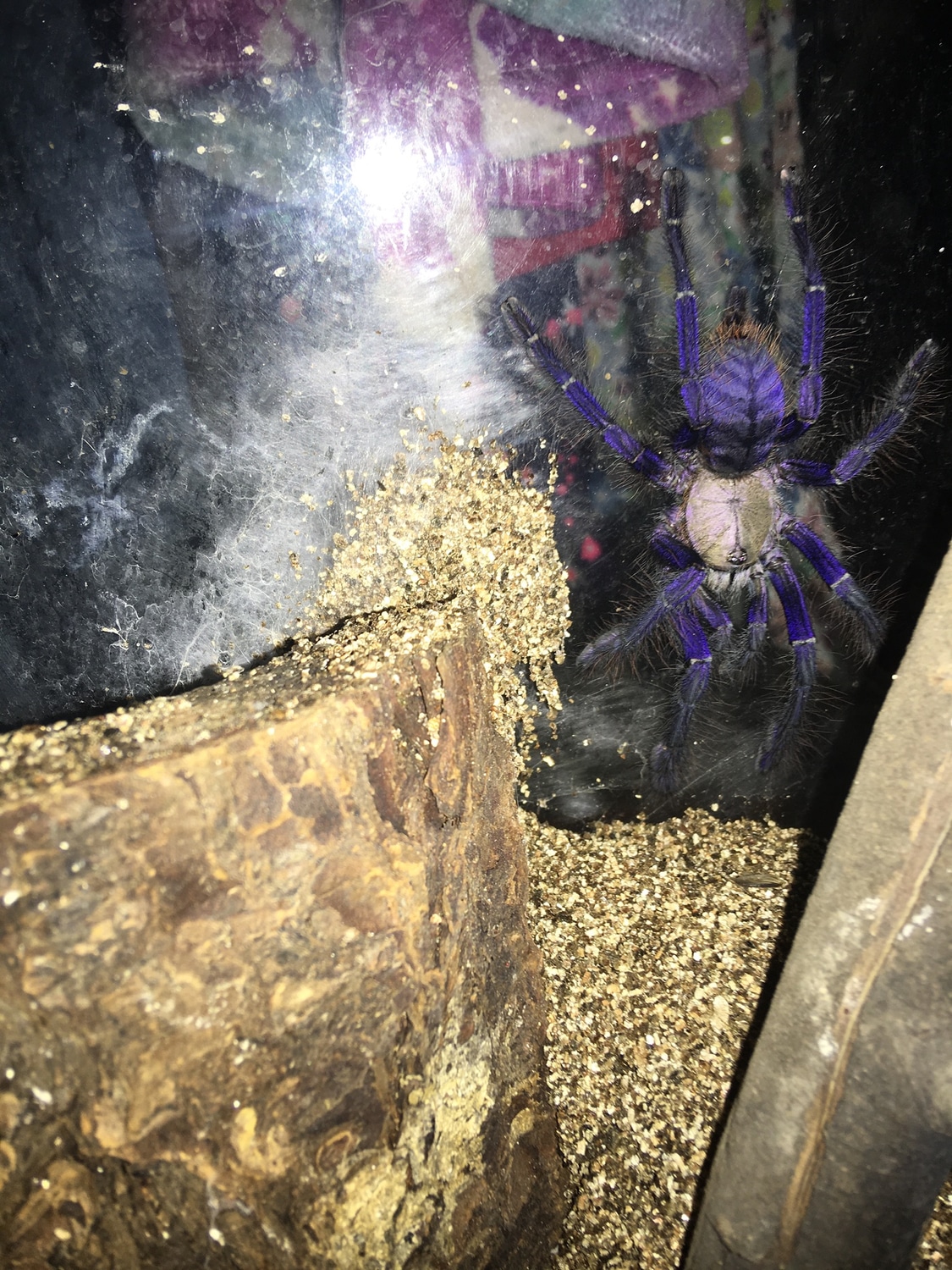 Omothymus Violaceopes 5” F Tarantula by Tarantula Paradise - MorphMarket