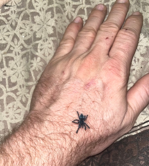 3rd Instar Caribena Versicolor Slings Tarantula by Tarantula Paradise