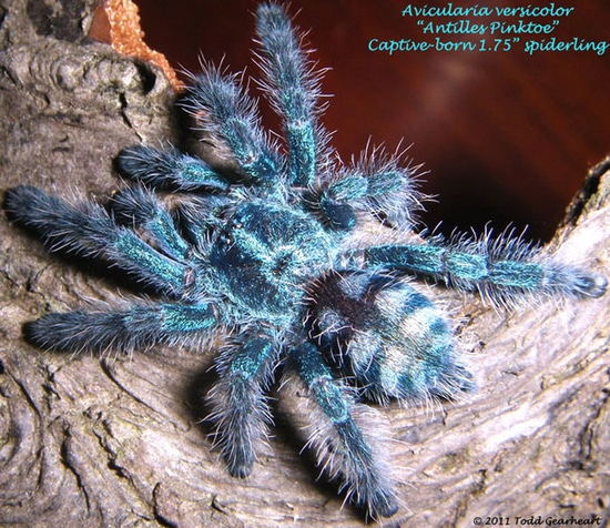 Caribena Versicolor "Antilles Pinktoe", CB Unsexed .75"-1" Spiderlings ...