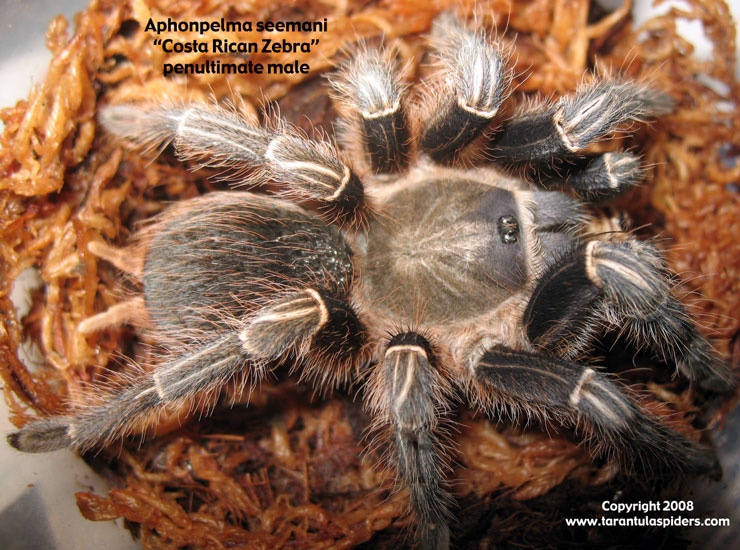 Aphonopelma Seemani "Stripe Knee" Tarantula by Tarantulaspiders.com ...