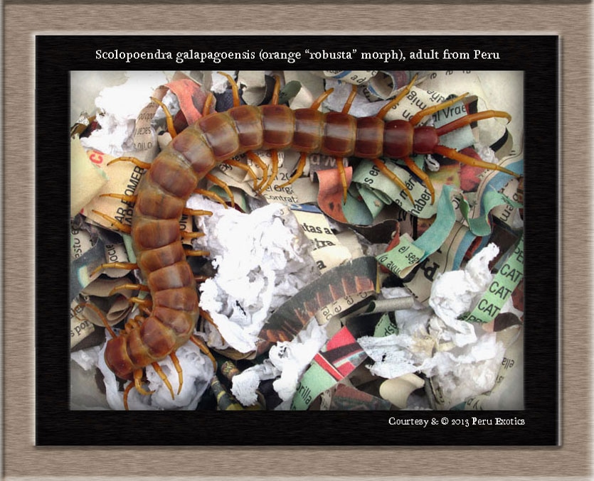 Scolopendra Galapagoensis (Orange-banded/"robusta"), MONSTER-SIZED ...