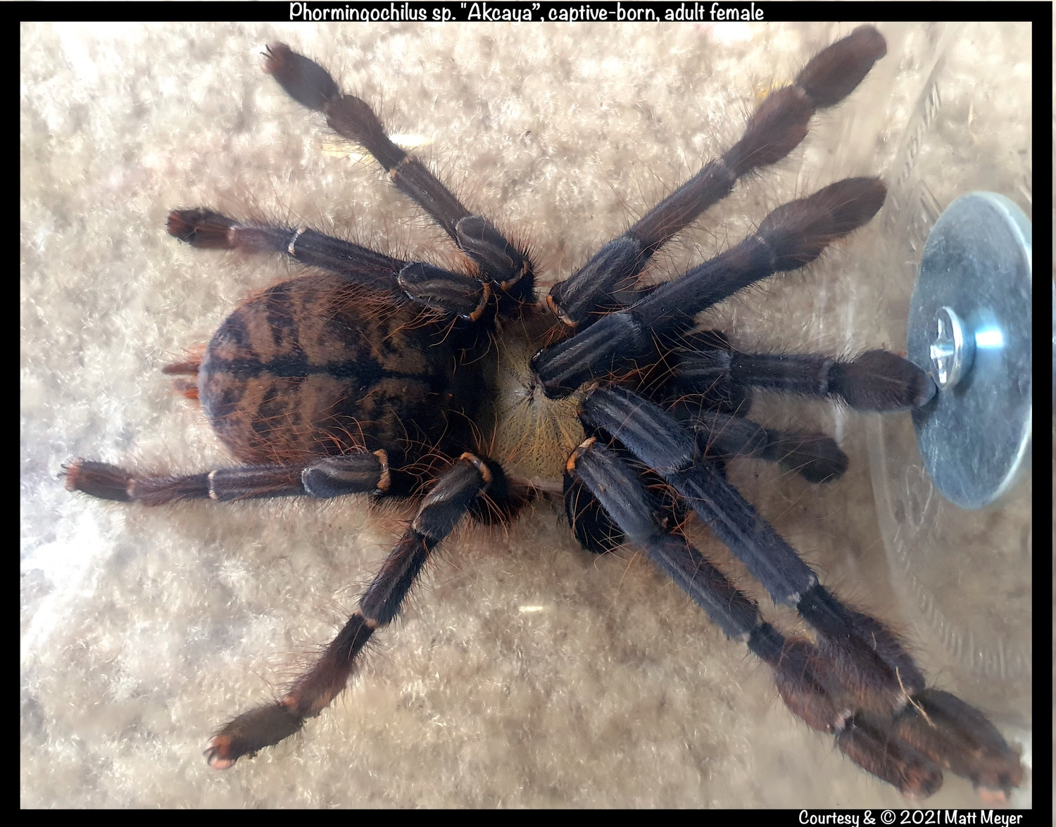Phormingochilus Sp. "Akcaya", BEAUTIFUL & RARELY OFFERED Tarantula by ...