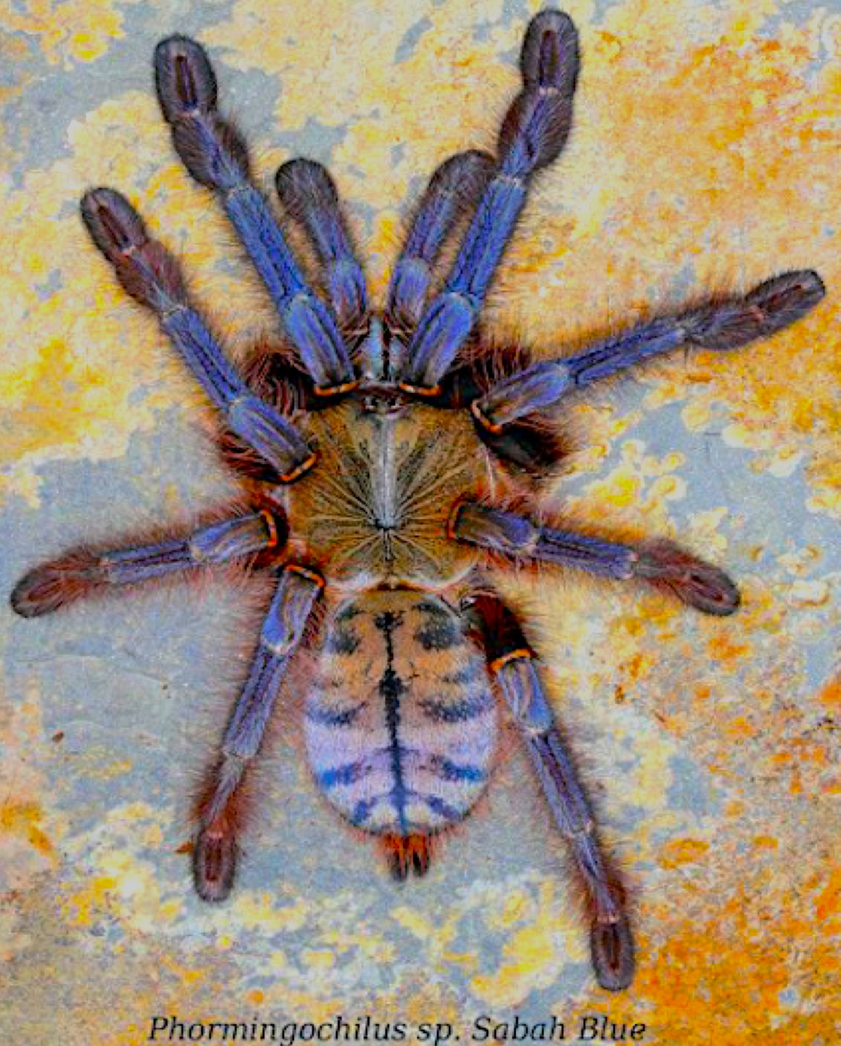 Phormingochilus Sp. "Sabah Blue", CB Unsexed .75"+, 2i Spiderlings ...