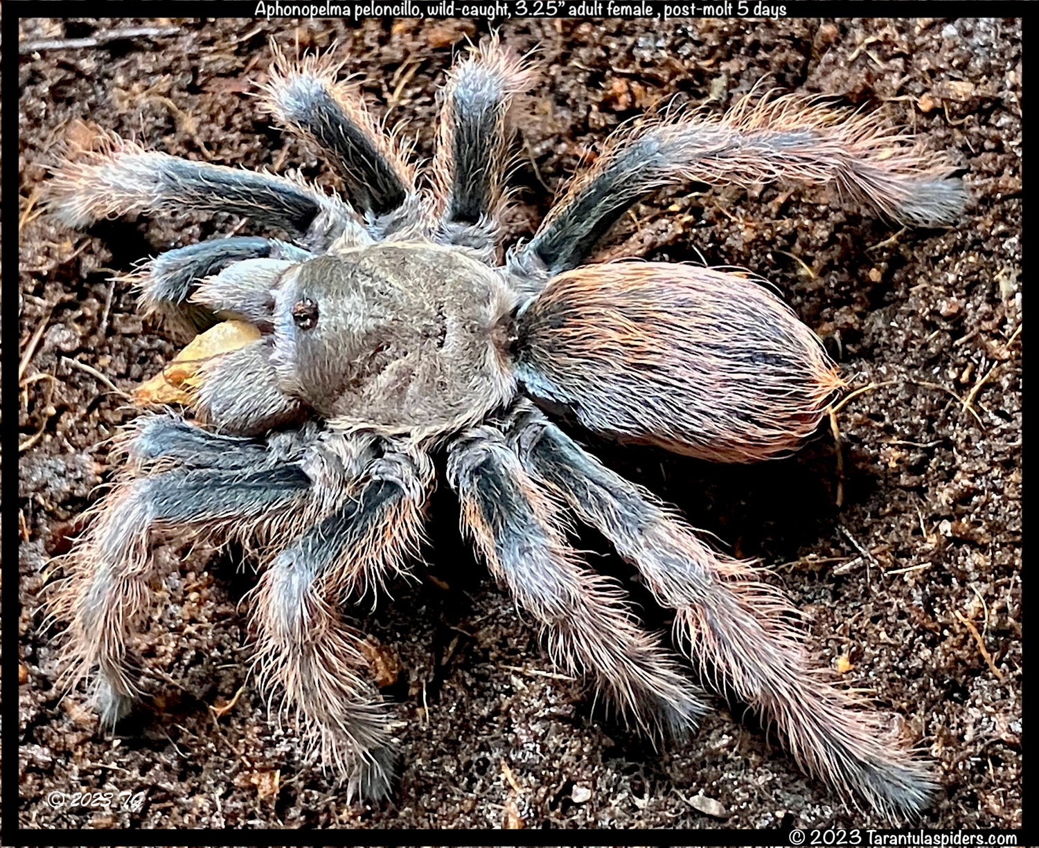 Aphonopelma Peloncillo "Peloncillo Mountains ", 3 Tarantula by ...