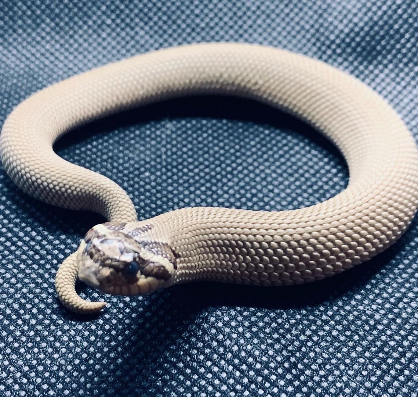 Super Conda 66% Het Snow Western Hognose by Xeno’s Reptiles - MorphMarket