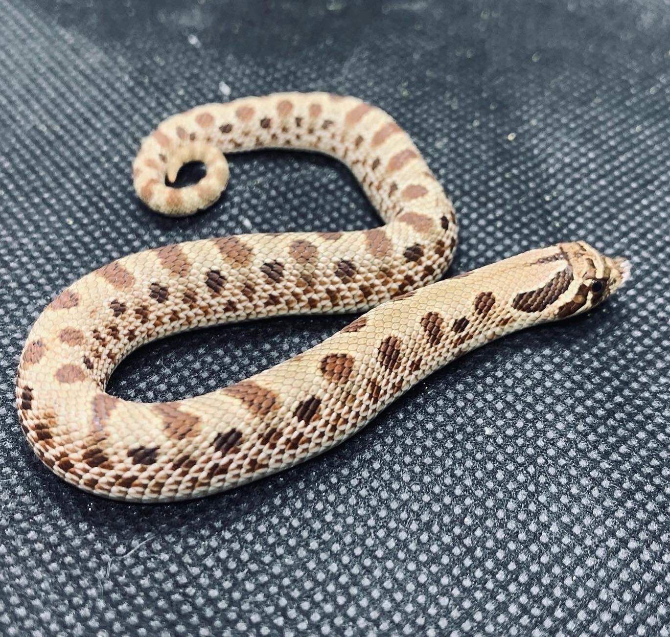 Anaconda 66%het Snow Low Chance Het Hypo Western Hognose by Xeno’s ...