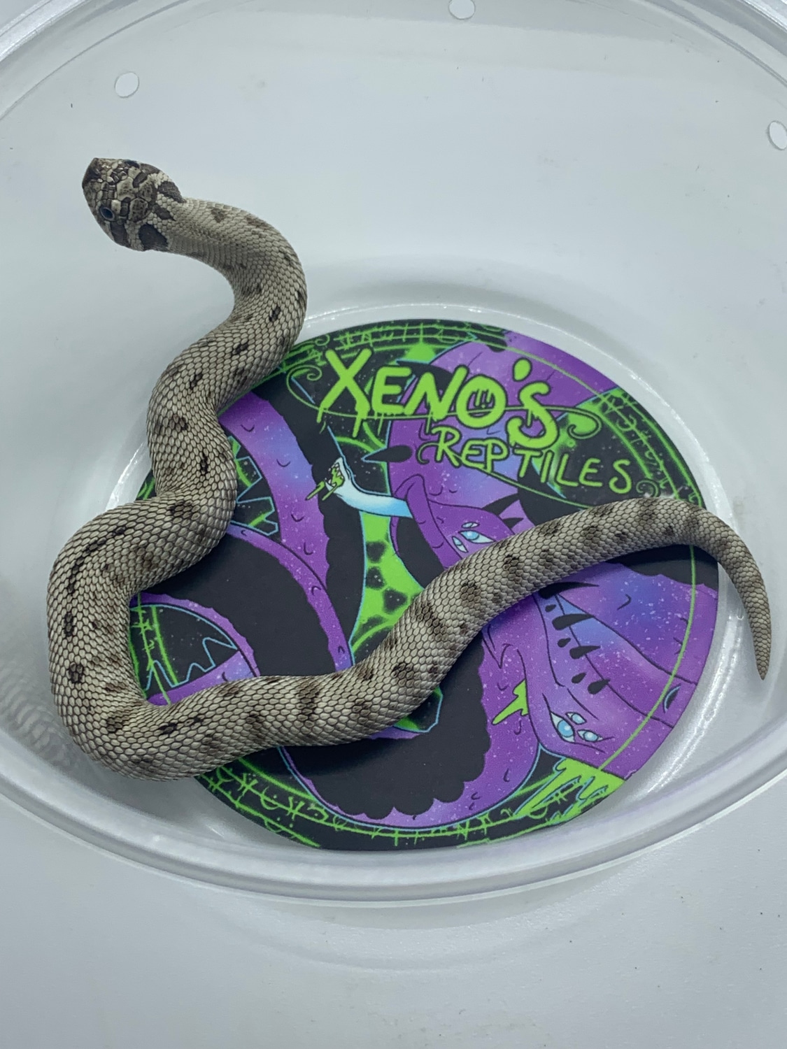 Axanthic Conda Het Snow Pos Het Ghost Western Hognose by Xeno’s ...