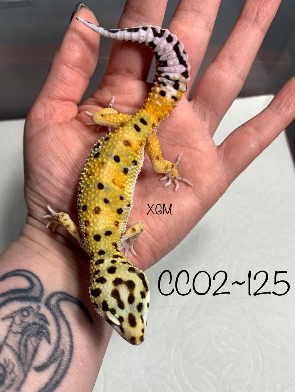 Emerine/Skittles Cross Het Tremper Leopard Gecko by Xeno Gecko Morphs ...