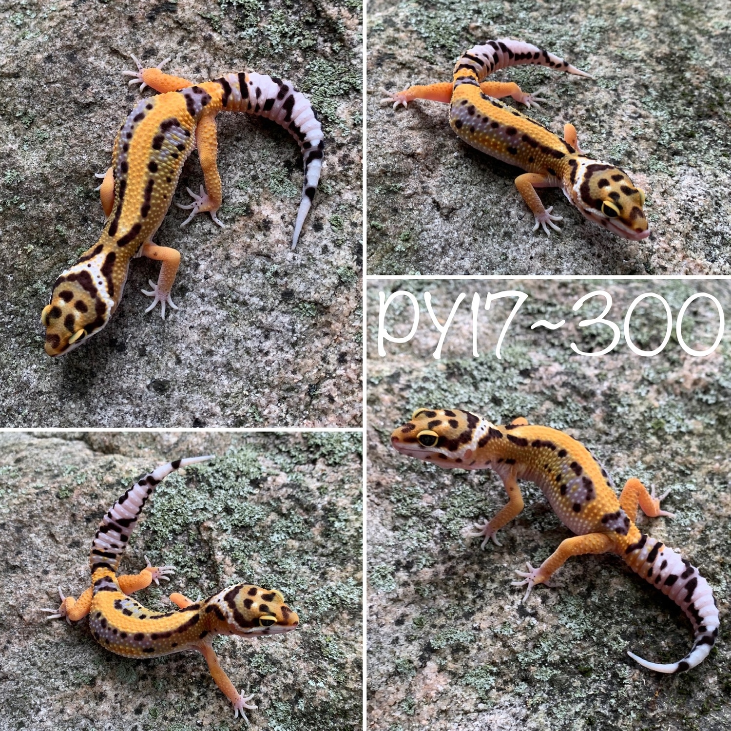 FireBold Het Tremper Ph Eclipse Leopard Gecko by Xeno Gecko Morphs ...