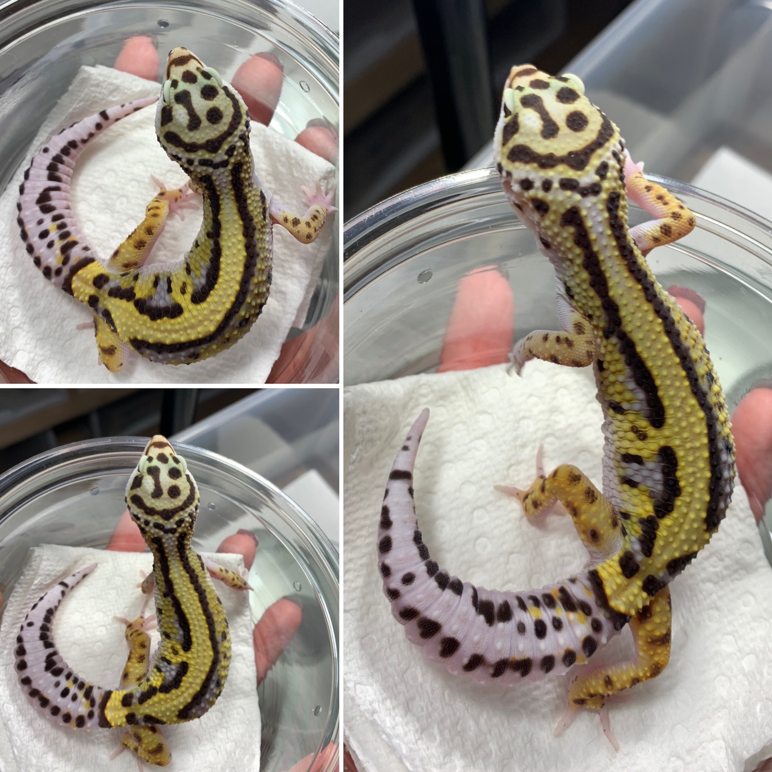 Bold Stripe Bandit Het Tremper Ph Eclipse Leopard Gecko by Xeno Gecko ...