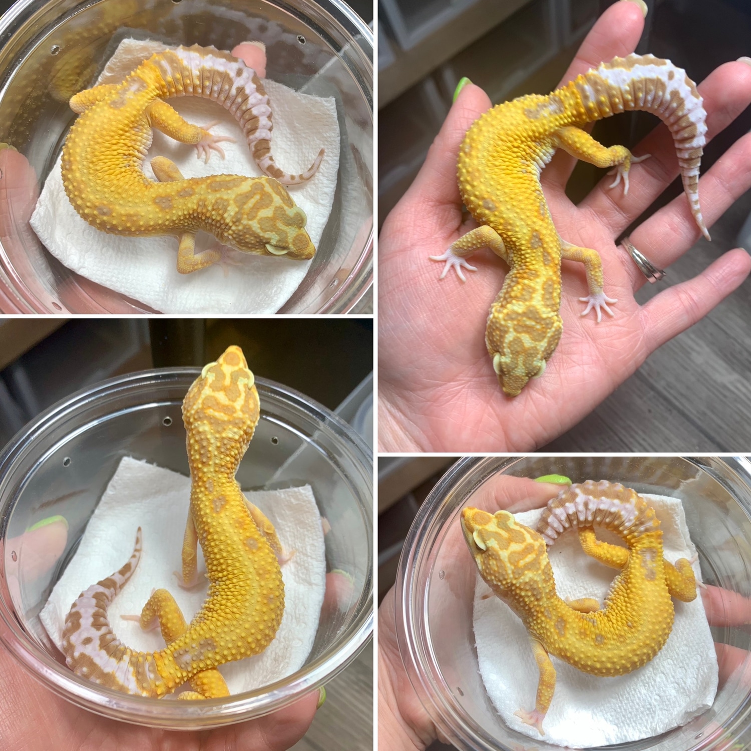 Tremper Atomic Gproject Cross Het Eclipse Leopard Gecko by Xeno Gecko ...