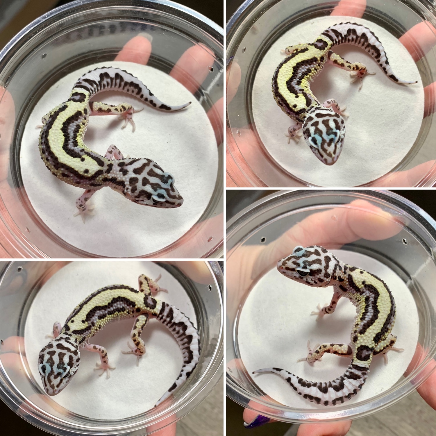 Bold Stripe Gem Snow Ph Eclipse Ph Tremper Leopard Gecko by Xeno Gecko ...