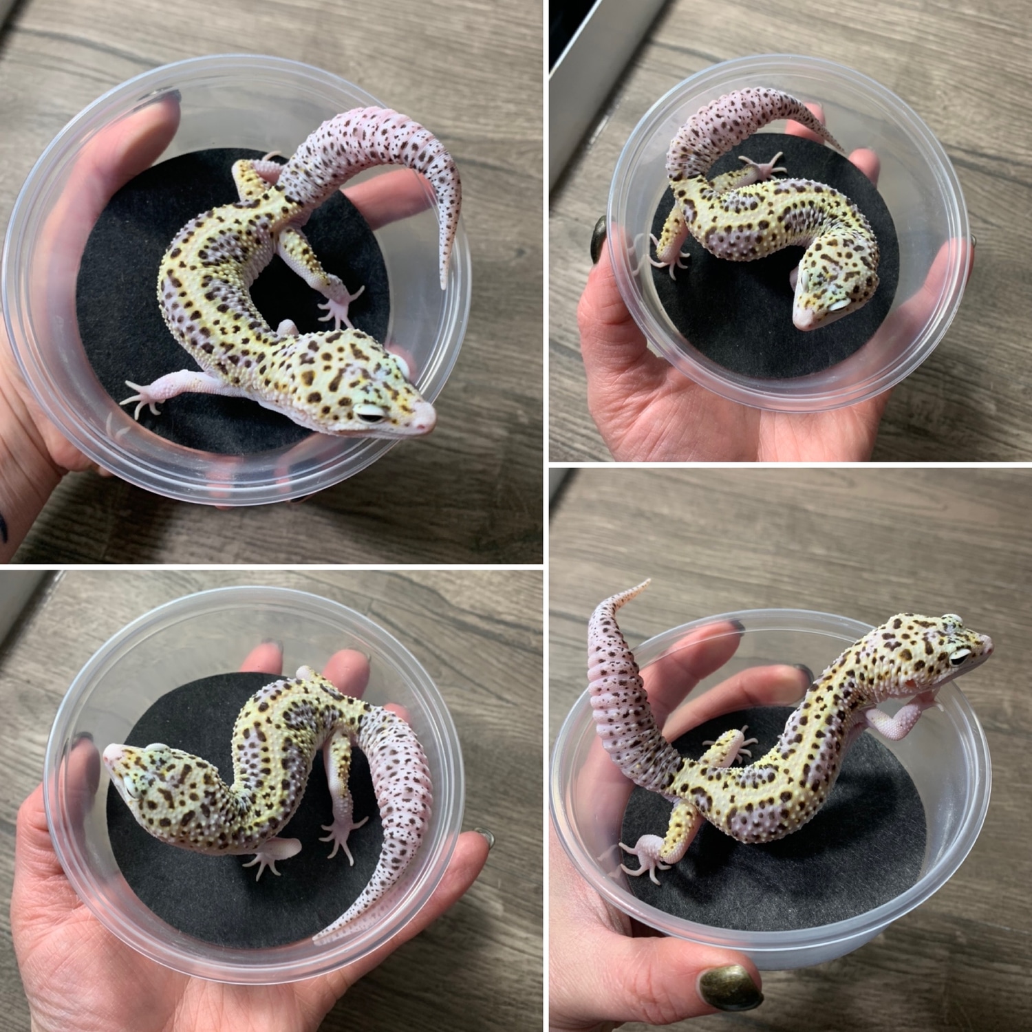 Mack Snow Eclipse Het Tremper Leopard Gecko by Xeno Gecko Morphs ...