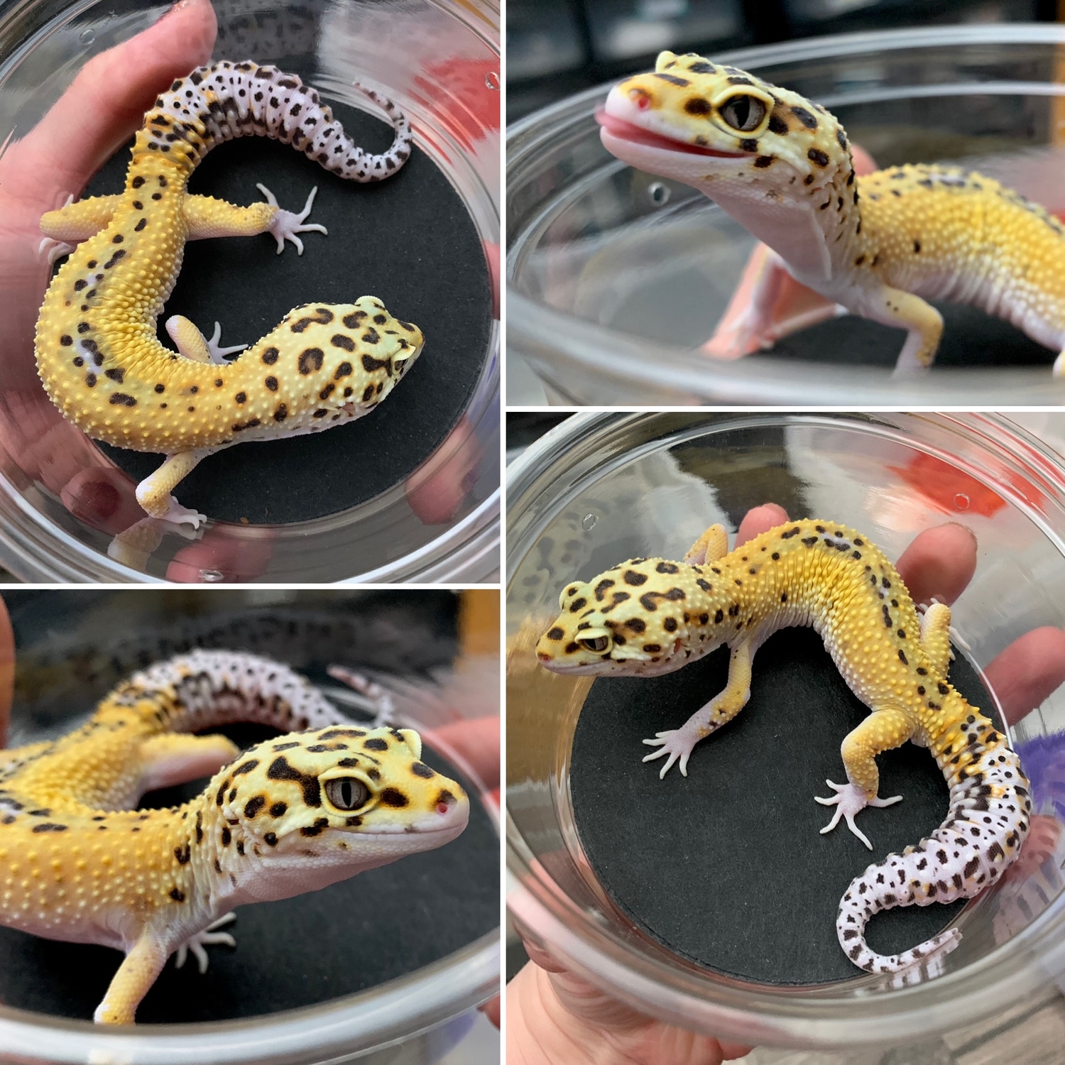 Eclipse Het Tremper Leopard Gecko by Xeno Gecko Morphs - MorphMarket