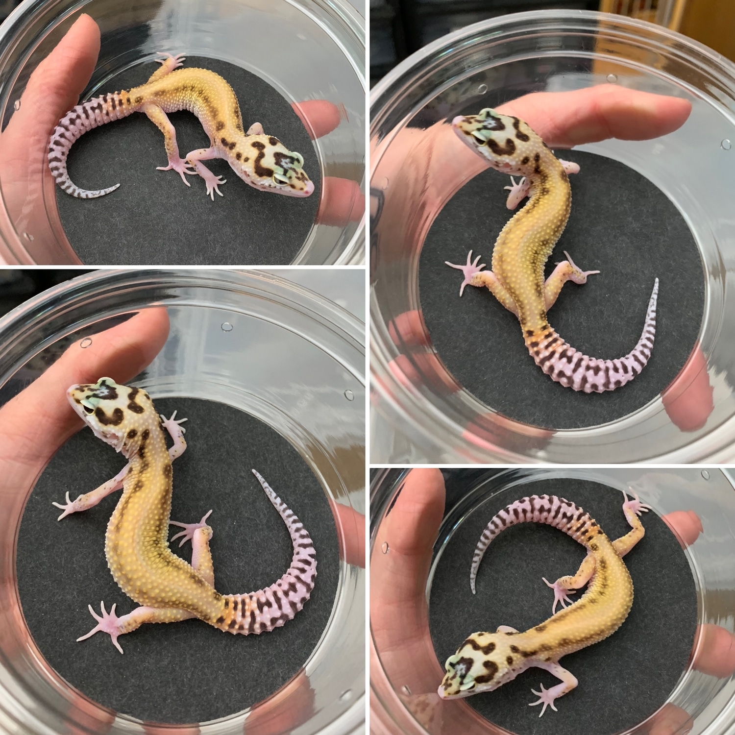 Eclipse Het Tremper Leopard Gecko by Xeno Gecko Morphs - MorphMarket